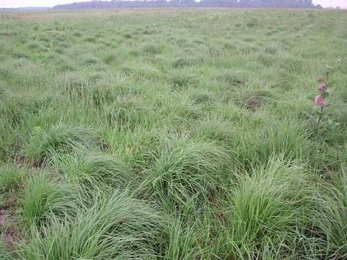 Schizachyrium scoparium | Earth Source Inc.