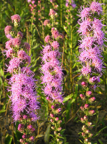 Liatris aspera | Earth Source Inc.