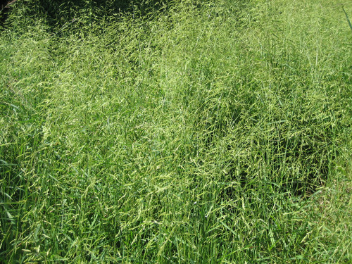 Leersia oryzoides | Earth Source Inc.