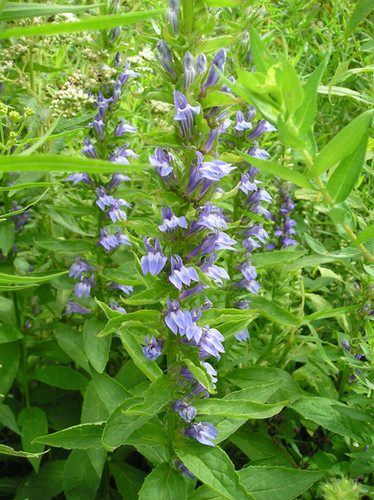 Lobelia siphilitica | Earth Source Inc.