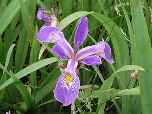 Iris virginica | Earth Source Inc.