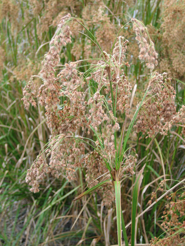 Scirpus cyperinus | Earthsource Inc.