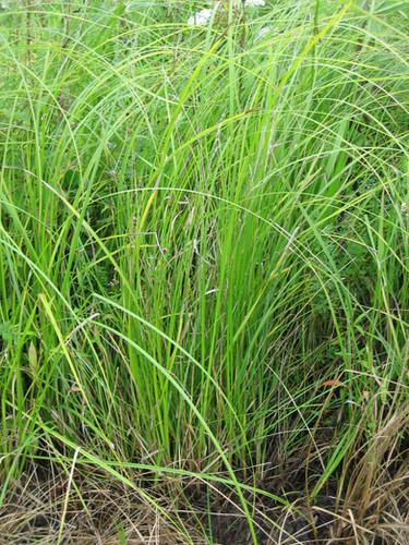 Carex pellita | Earth Source Inc.