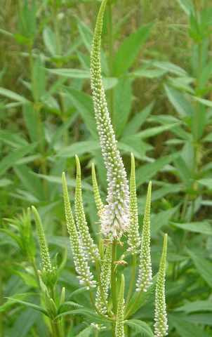 Veronicastrum virginicum | Earth Source Inc.