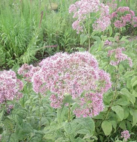 Eutrochium purpureum | Earth Source Inc.