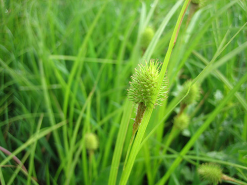 Carex squarrosa | Earth Source Inc.