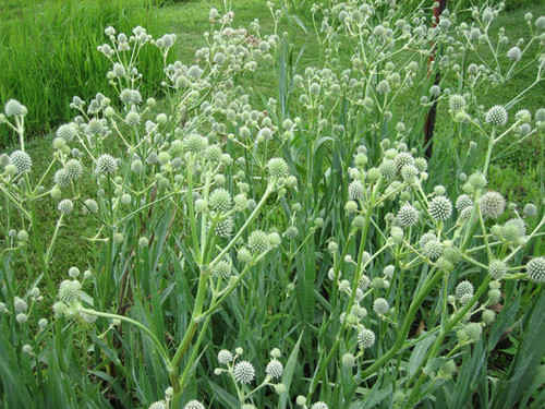 Eryngium yuccifolium | Earth Source Inc.
