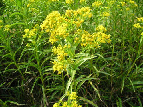 Oligoneuron riddellii | Earth Source Inc.