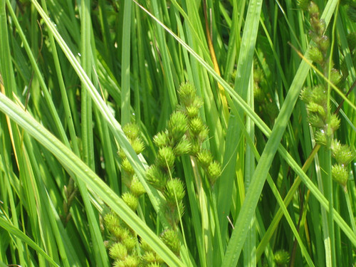 Carex tribuloides | Earth Source Inc.