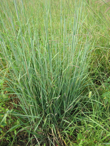 Sorghastrum nutans | Earth Source Inc.
