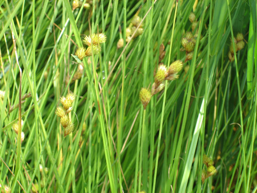 Carex normalis | Earth Source Inc.