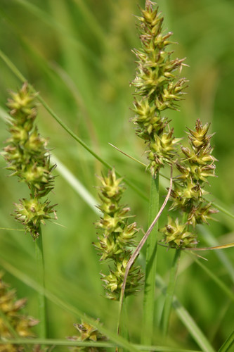 Carex stipata | Earth Source Inc.