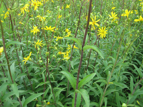 Silphium trifoliatum | Earth Source Inc.