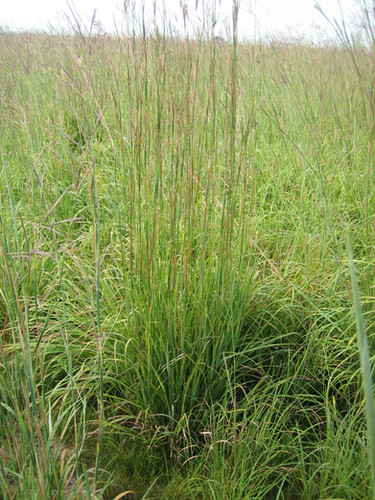 Andropogon gerardii | Earth Source Inc.