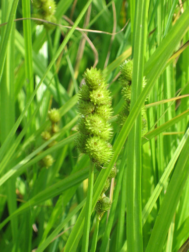 Carex cristatella | Earth Source Inc.
