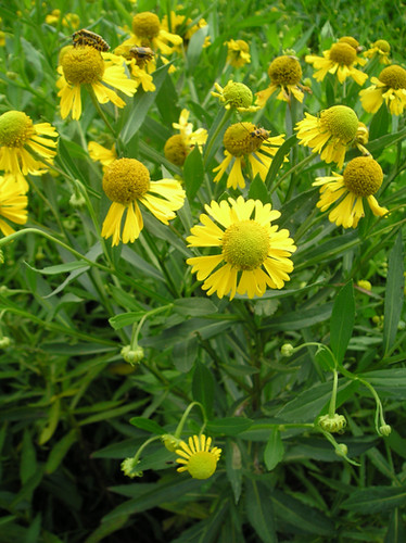 Helenium autumnale | Earth Source Inc.
