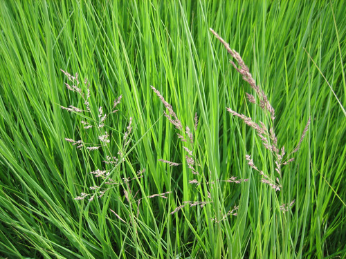 Calamagrostis canadensis | Earth Source Inc.