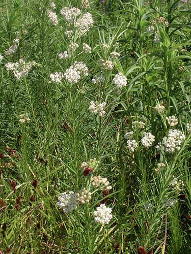 Asclepias verticillata | Earth Source Inc.