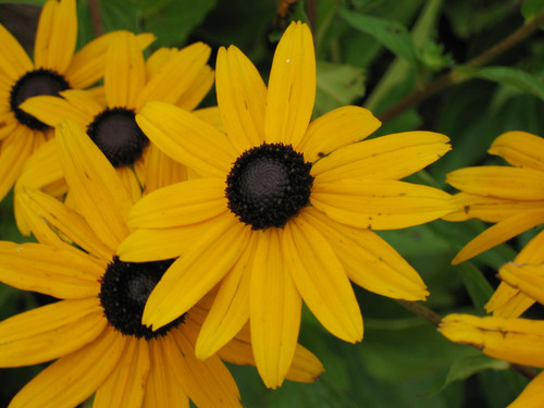 Rudbeckia fulgida | Earth Source Inc.