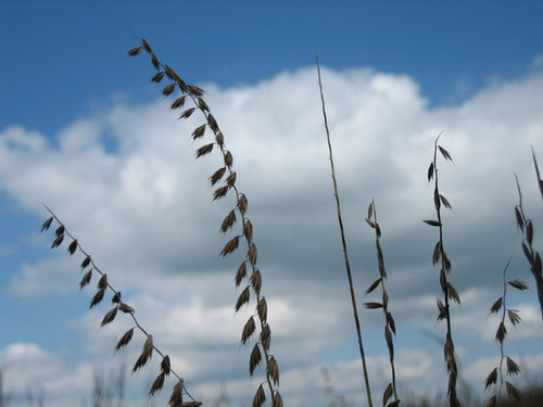 Bouteloua curtipendula | Earth Source Inc.