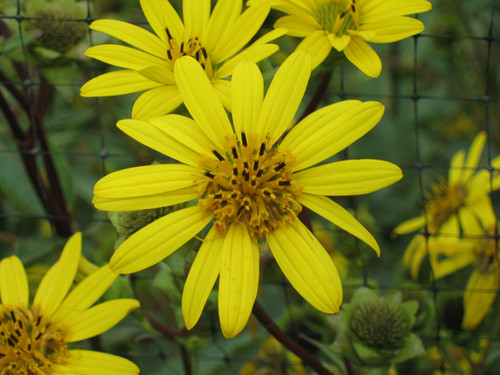 Silphium integrifolium | Earth Source Inc.