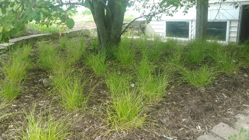 Carex radiata | Earth Source Inc.