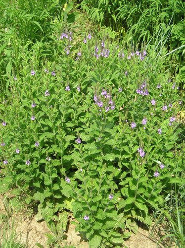 Verbena stricta | Earth Source Inc.