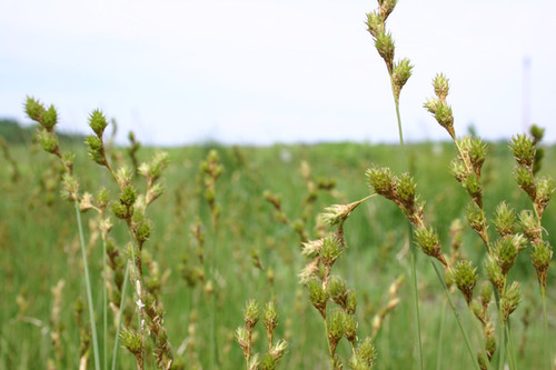 Carex bicknellii | Earth Source Inc.