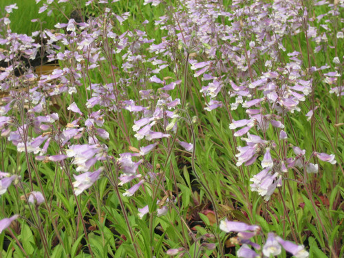 Penstemon hirsutus | Earth Source Inc.