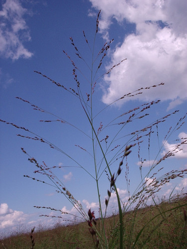Panicum virgatum | Earth Source Inc.