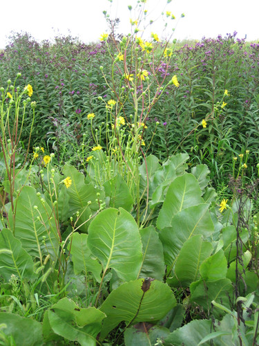Silphium terebinthinaceum | Earth Source Inc.