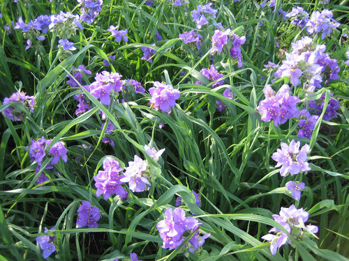 Tradescantia ohiensis | Earth Source Inc.