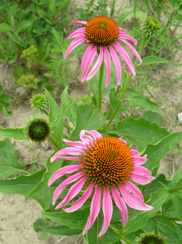 Echinacea purpurea | Earth Source Inc.