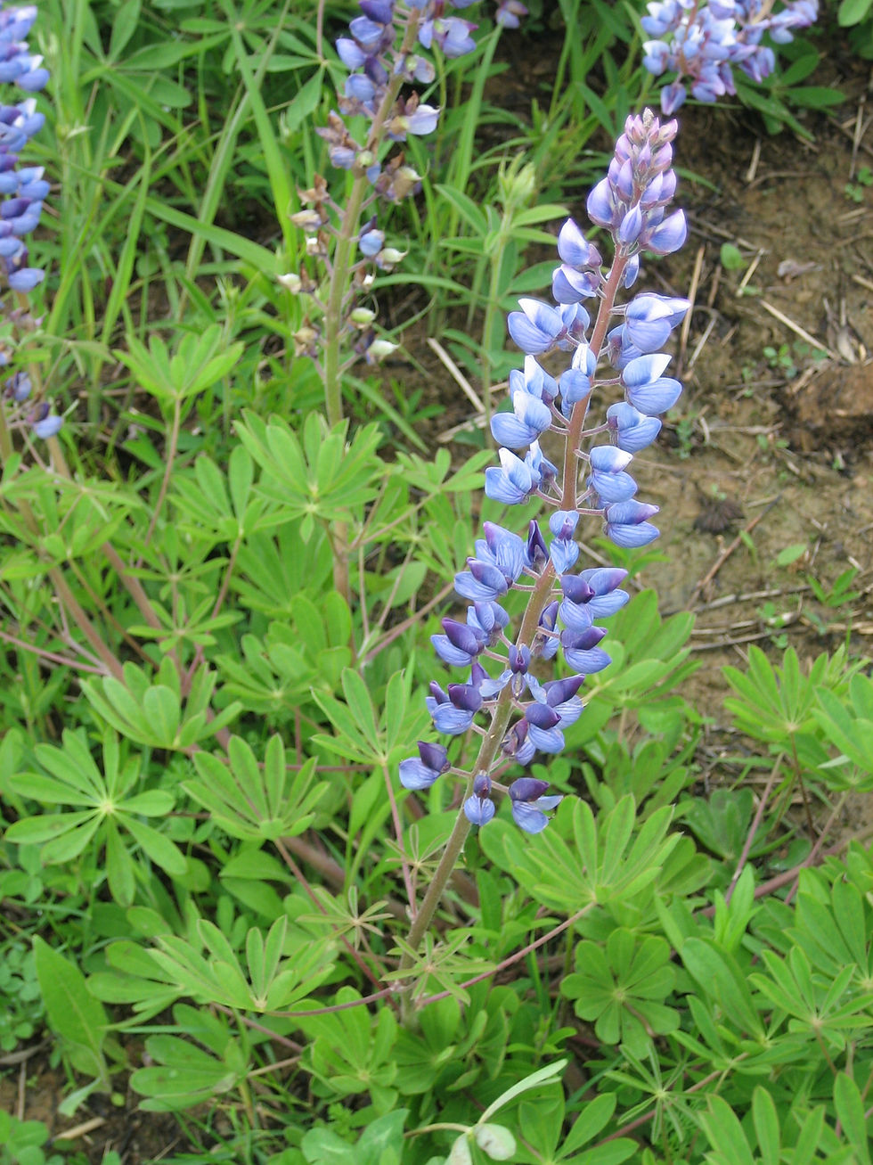 Lupinus perennis | Earth Source Inc.