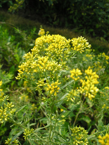 Euthamia graminifolia | Earth Source Inc.