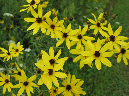 Coreopsis tripteris | Earth Source Inc.