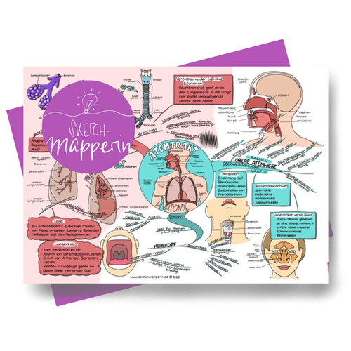 7 Mindmaps Prüfungswissen, med. Heilpraktiker / Atemtrakt | Peggy ...