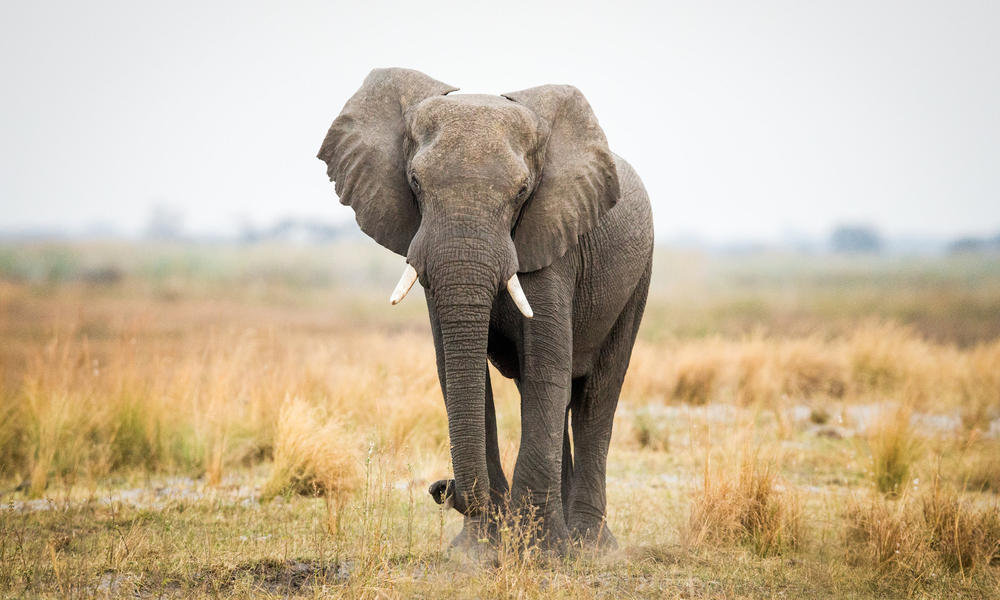 What is ivory and why does it belong on elephants?