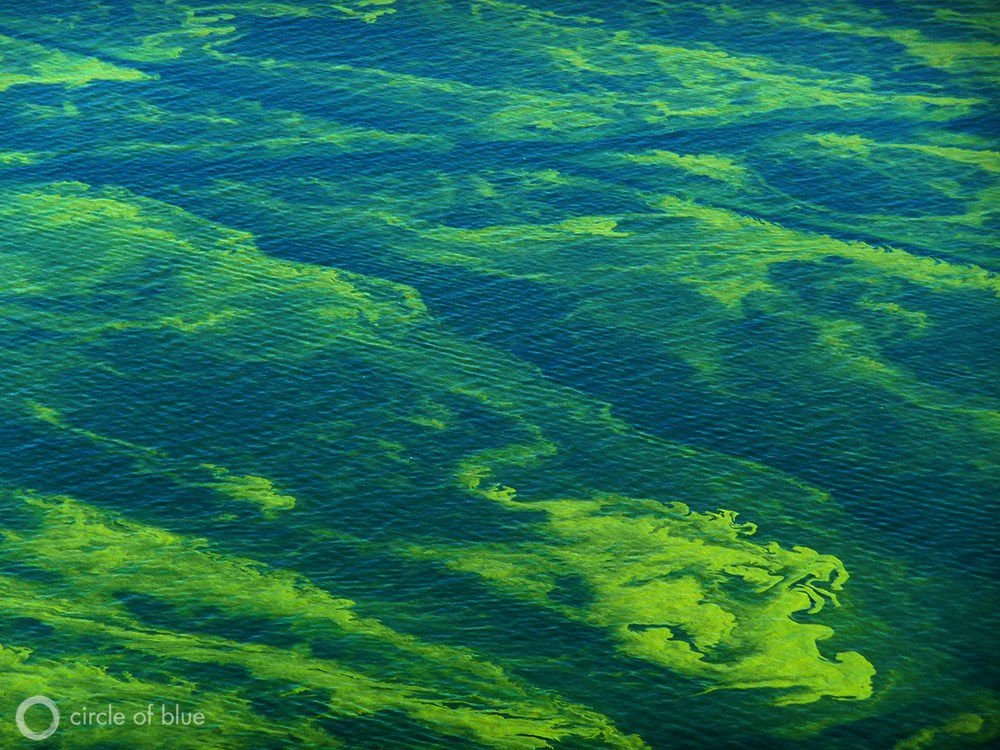 Toxic algal bloom continues to suffocate Florida’s Gulf Coast