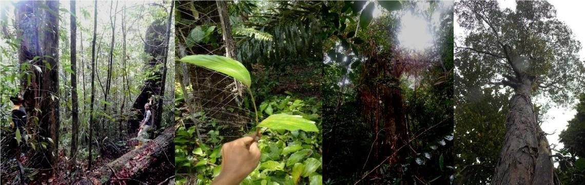 PULAU MURSALA: SURGA TERSEMBUNYI EKSPLORASI KEANEKARAGAMAN POHON ENDEMIK