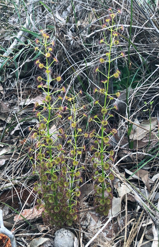 Drosera porrecta I Tuberous Drosera | primalplants2
