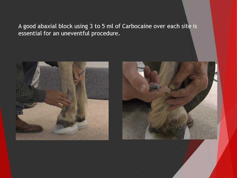 Equine Digital Venogram by Ric Redden DVM