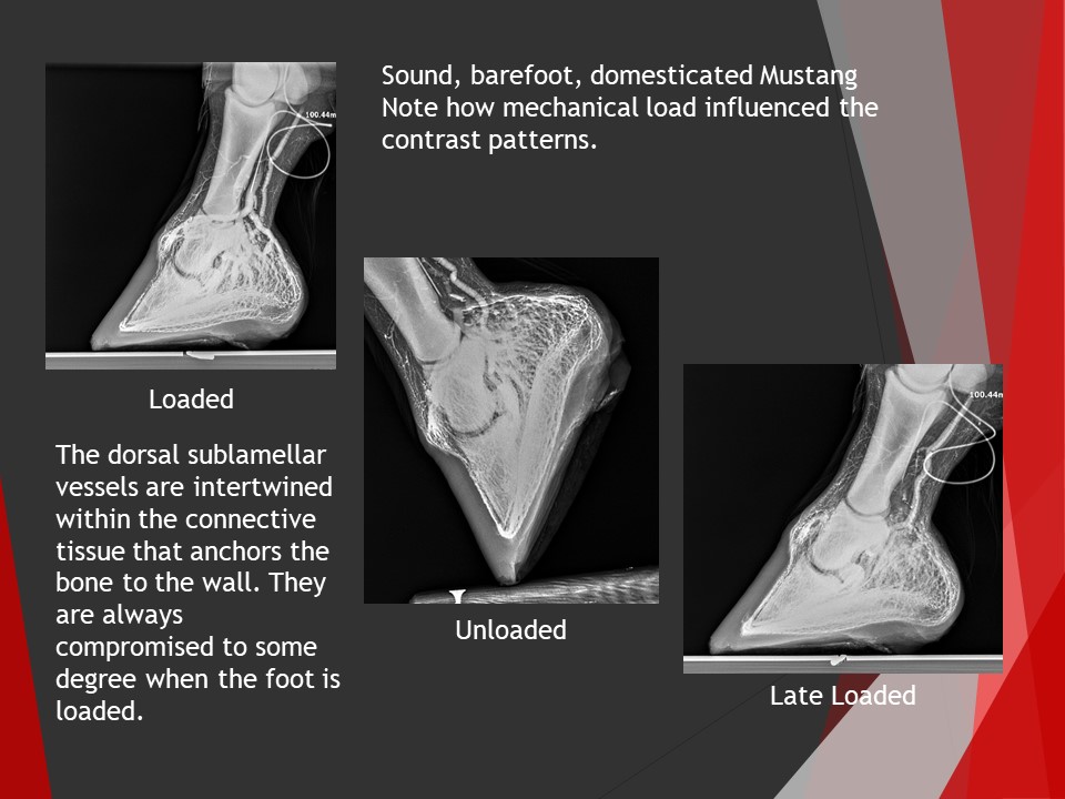 Equine Digital Venogram by Ric Redden DVM