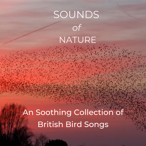 British Birdsong: Soothing Sounds of Individual Birds and Groups. MP3