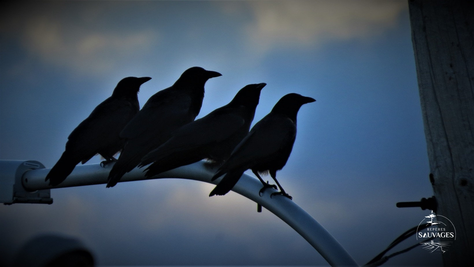 Initiation au langage des oiseaux | Repères sauvages Initiation au langage des oiseaux | Repères sauvages