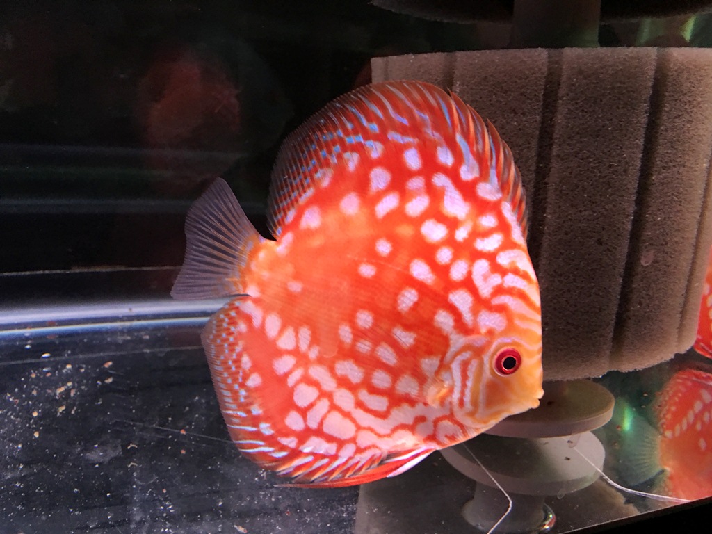 Exotic Discus - High quality discus fish is our specialty
