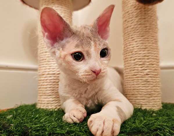 Kittens | mydevonrex.com
