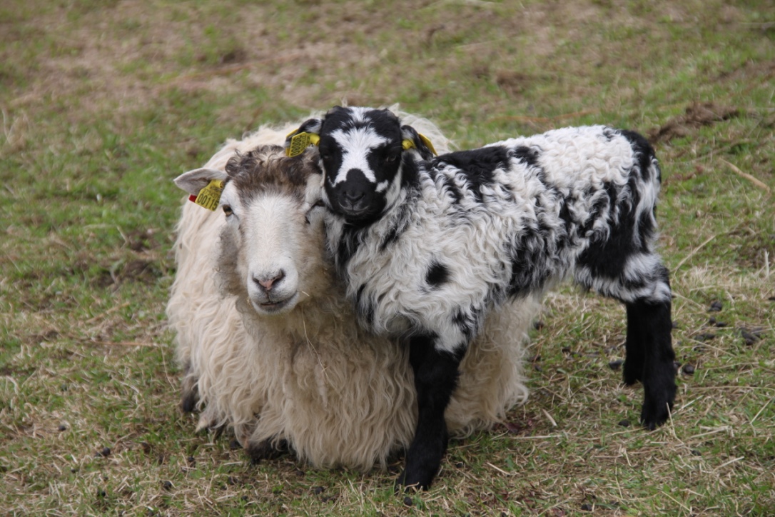 Viking sheep | svalastog