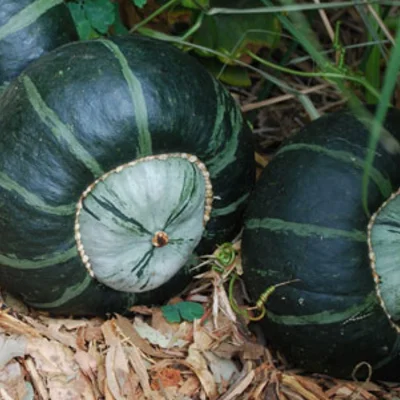 Courge "Buttercup Bush" (Cucurbita maxima) | Semance | Comptoir