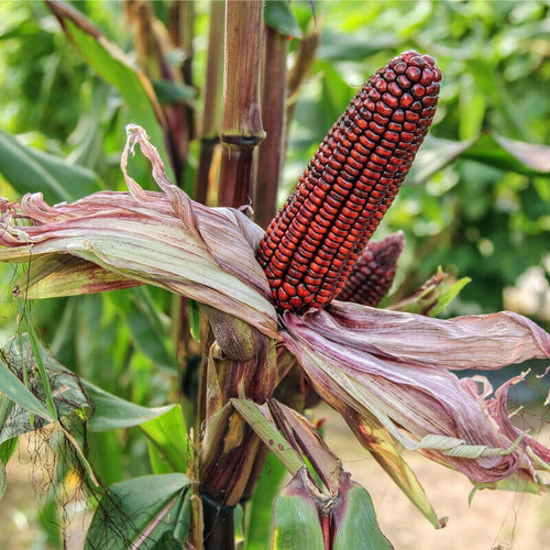 Maïs à éclater Rouge (Zea mays var. everta) | Semance | Comptoir